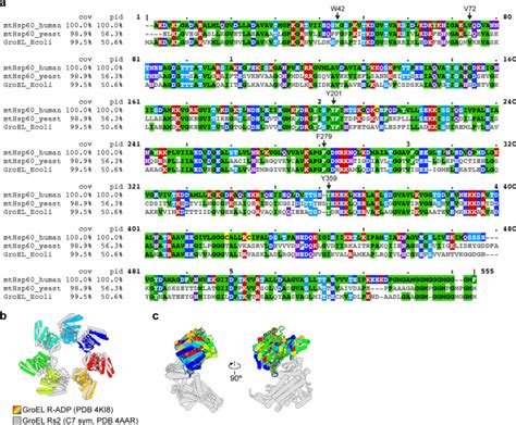 Asymmetric Apical Domain States Of Mitochondrial Hsp60 Coordinate Substrate Engagement And