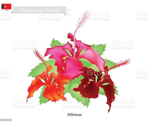 Drawing Bunga Raya Clipart Hummingbird Drawing Clipart 116