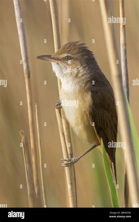 Reed Warbler Acrocephalus Arundinaceus Reedbed Perch Biotope