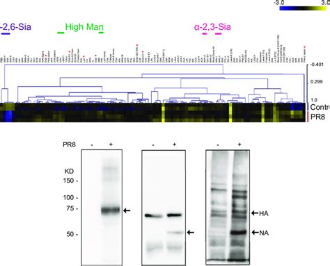 lectin microarray and lectin blot analysis of influenza infected a549