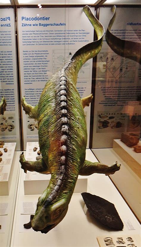 Placodus Wikipedia
