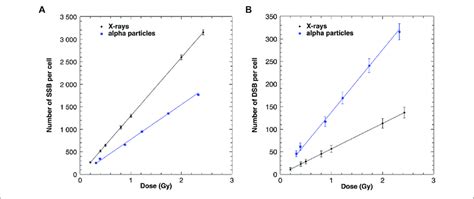 Modeled Numbers Of SSB A And DSB B Induced In A Cell Nucleus Download Scientific Diagram