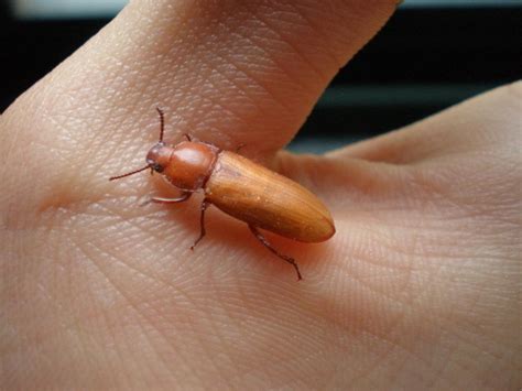 곤충 갈색거저리 날개돋이기형