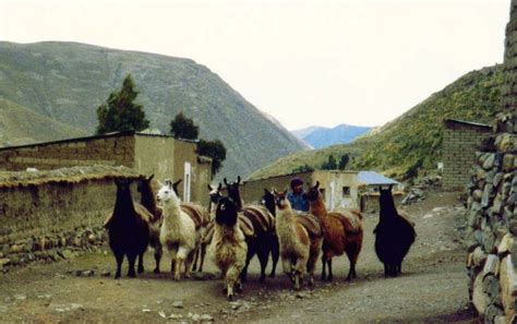 Bions Basic Assumption Groups Heartoftheart