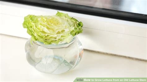 How To Grow Lettuce From An Old Lettuce Stem 10 Steps