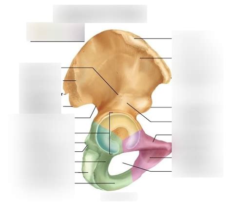 Ilium And Pubis Diagram Quizlet