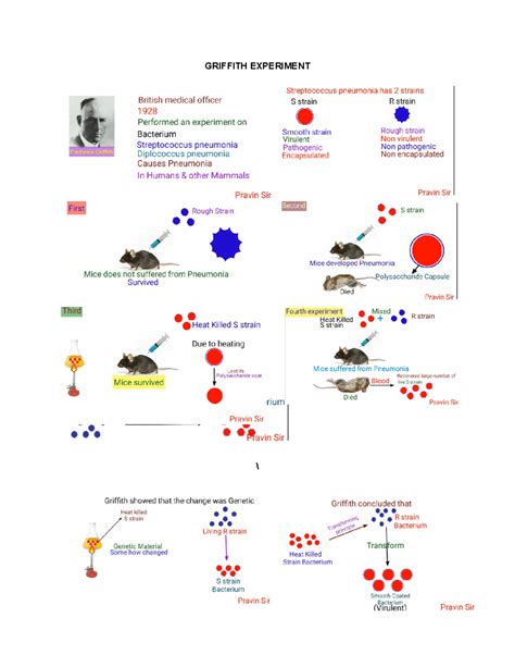 Griffith Experiment Griffith Experiment Avery Macleod Mcarty Experiment Avery Macleod