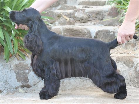 Cocker Spaniel Cut Skirt