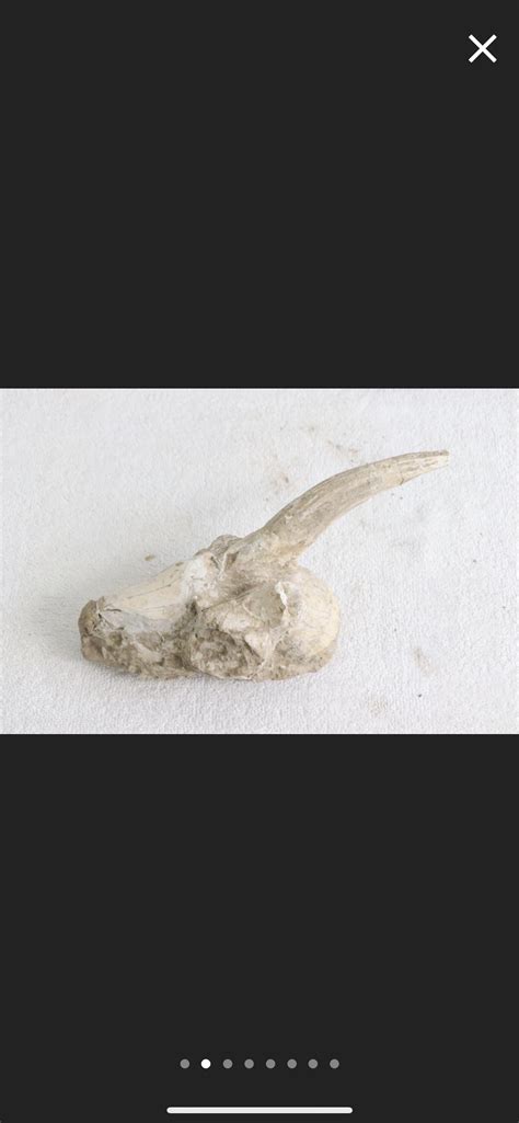 What Is This Seller Claims It Is Some Sort Of Fossil Seller Is Us