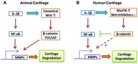 a wnt β‐catenin negative feedback loop inhibits interleukin‐1 induced