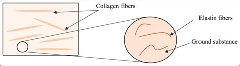 Schematic Representation Of The Structure Of The Dermis Download Scientific Diagram