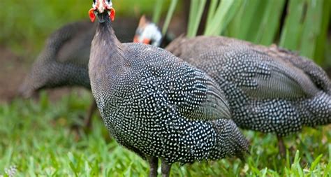 তিতির পালনে করনীয় Agrobangla Agriculture Information And Ecommerce