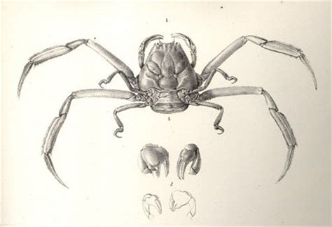 Samurai Crab — Curious Species