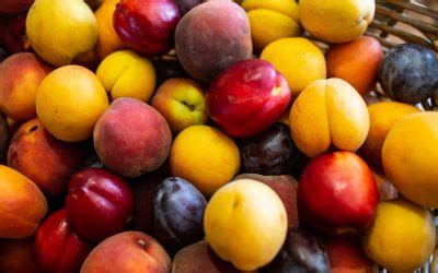 Netting Fruit Trees Made Simple For Backyard Growers Grow Great Fruit