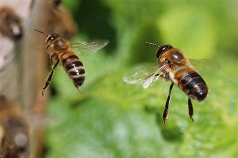 Honey Bee Drone Mating