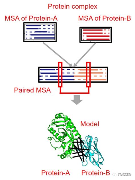 nature methods 张阳团队开发远超alphafold2精度的蛋白互作结构预测算法 csdn博客