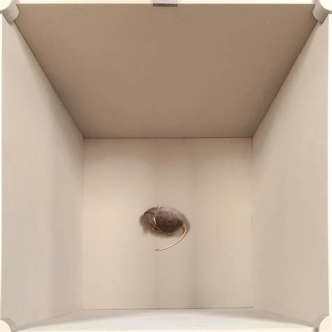 Novel Object Recognition Test 3d