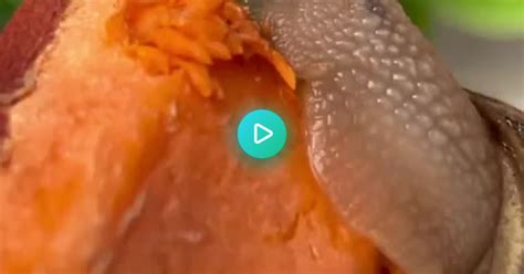 Snail Album On Imgur