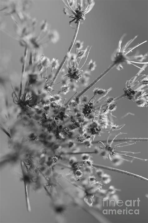 Dried Thistles Plant Close Up In Black And White Photograph By Dragos