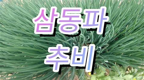 삼동파자색삼동파 추비웃거름 주는 방법 삼동파대파채소 Youtube