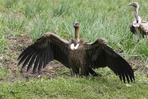 16 Of The Worlds Most Endangered Vulture Species
