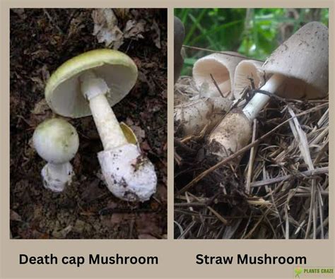 Death Cap Vs Straw Mushroom Differentiating Facts For Safety