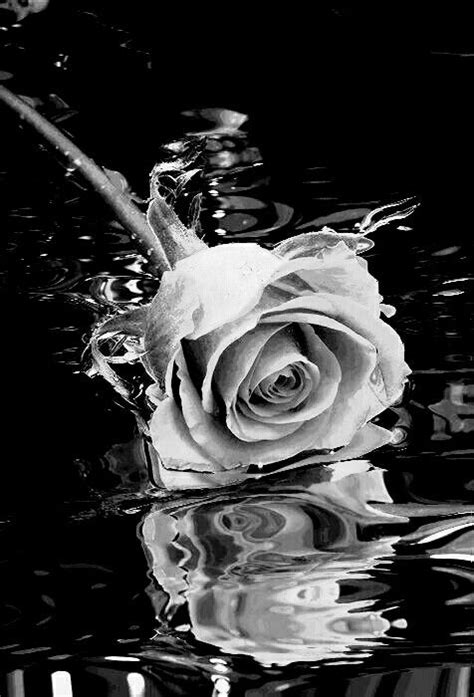 Neked  Neked Discover And Share S Black And White Rose Effect