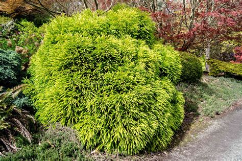15 Dwarf Trees For Use In Landscaping