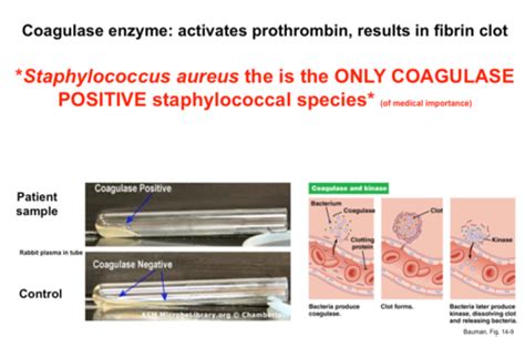 Bacteria Pathogenesis Flashcards Quizlet