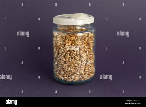 Mushroom Spawn Jars Of Grain Spawn Close Up Mycelium Growth On Grain Spawn White Mycelium Of