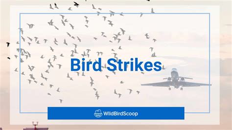 Bird Strikes The Causes The Facts And The Figures