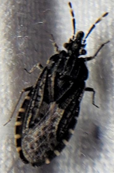 Flat Bug Aradus Lugubris Bugguide Net