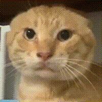 猫咪耄耋 动图 免费下载 爱给网