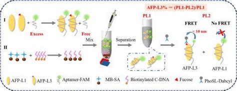 分子内荧光共振能量转移策略准确检测 Afp L3 并改善肝细胞癌的诊断 Spectrochimica Acta Part A Molecular And Biomolecular