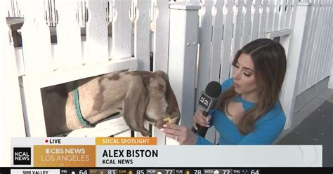 Feed goats and pigs at Adventure City: SoCal Spotlight - CBS Los Angeles