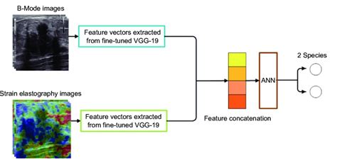 The Schematic Diagram Explains The Network Structure Of The Vgg 19