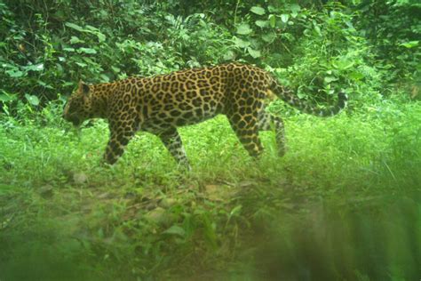 Assams Dehing Patkai Plans Extensive Camera Trap Study Of Five Small