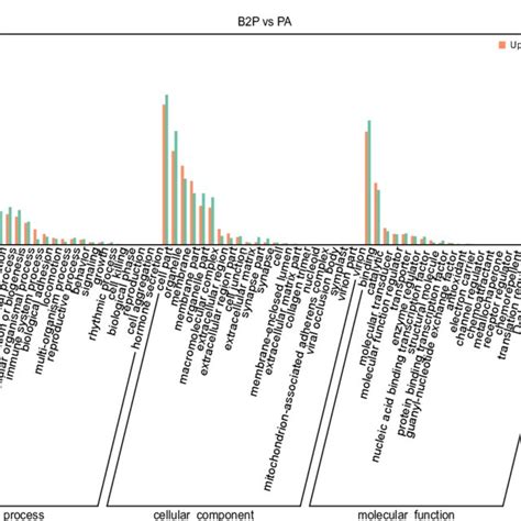 Go Classification Of Differentially Expressed Genes Up And