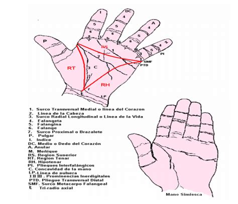 Pelmatoscopia Y Quiroscopia