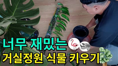 너무 재밌는 거실정원 식물 키우기 Youtube