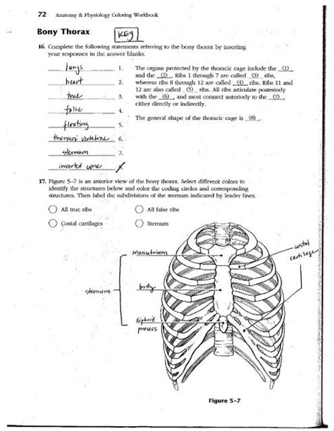 Skeletal System Review Packet Part 2 Key