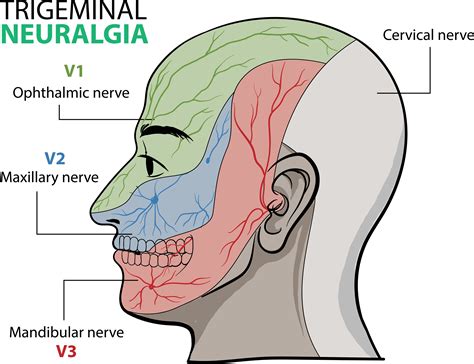 Trigeminal Nerve Branches