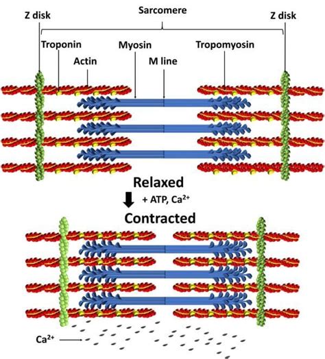 actin and myosin