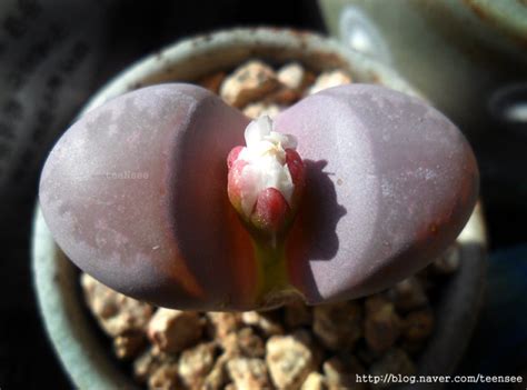 다육 루비 리톱스 개화 루비리톱스 꽃봉오리가 활짝~ 꽃이 피었어요~ 네이버 블로그