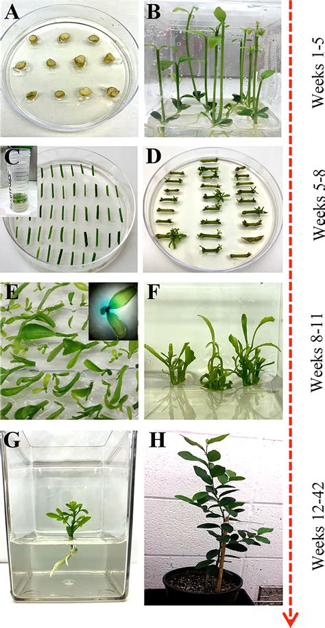 Agrobacterium Genetic Engineering Agrobacterium A Plant Gene Transfer