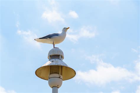 은은한 구름이 끼는 밝고 푸른 하늘을 배경으로 낀 가로등 위에 앉은 갈매기는 자연과 도시 환경의 만남을 비추고 주변을 관찰하는 모습을 보여줍니다 0명에 대한 스톡 사진 및