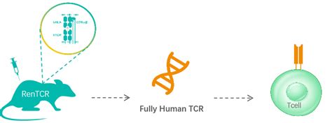 Tcr Assets Biocytogen