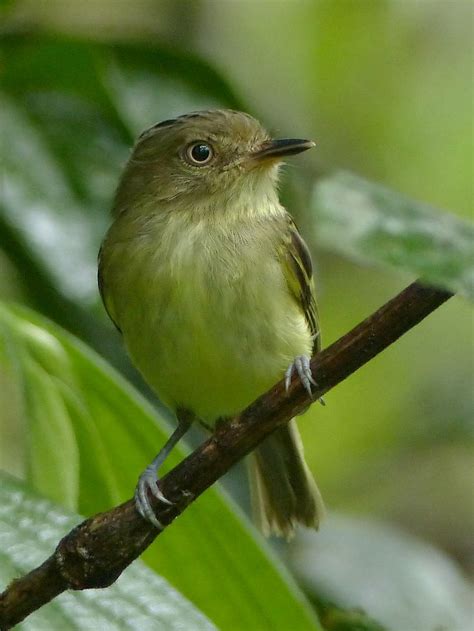 Double Banded Pygmy Tyrant