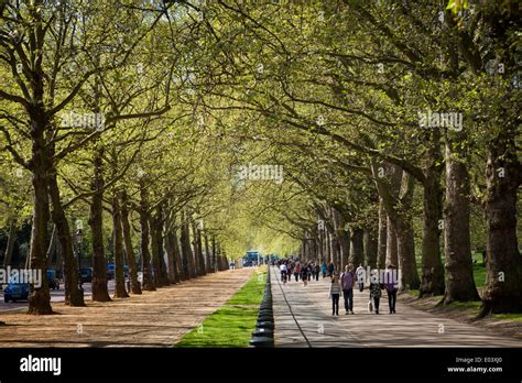 Tree Lined Path And Bridle Path At Constitution Hill London Stock Photo 68928216 Alamy