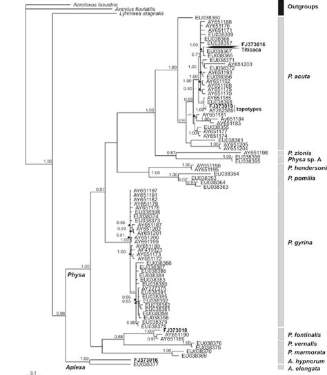 Bayesian Inference Phylogram Based On 83 Sequences Of The Cytochrome C Download Scientific